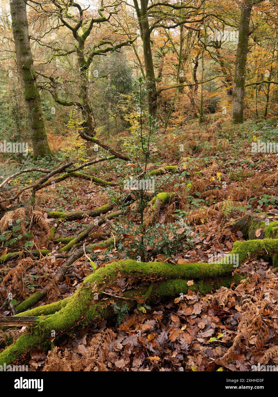 Mixed woodland at Mortimer Forest, Ludlow, Shropshire, UK Stock Photo ...