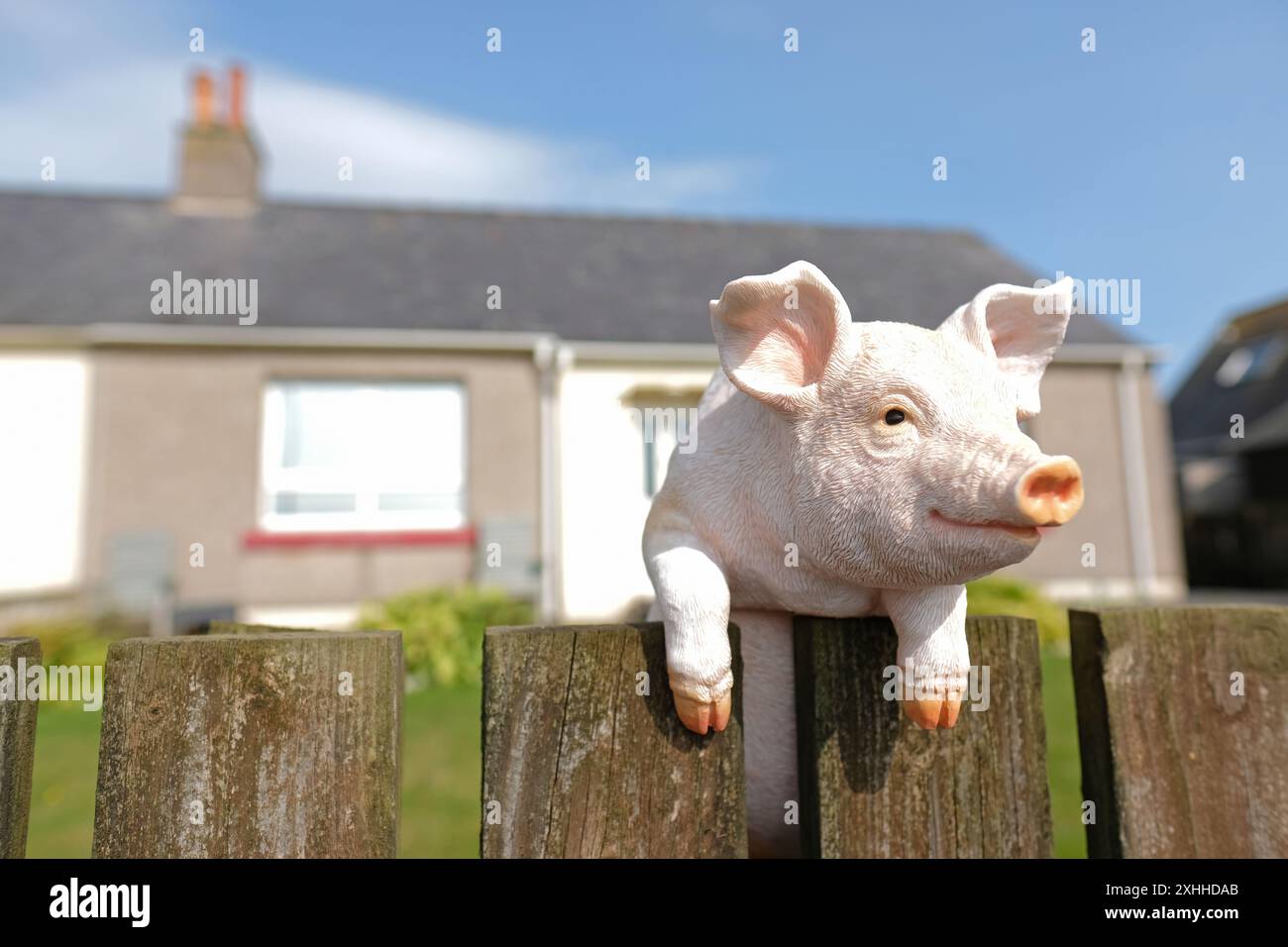 A garden ornament pig figure looks over a wooden fence in the front ...