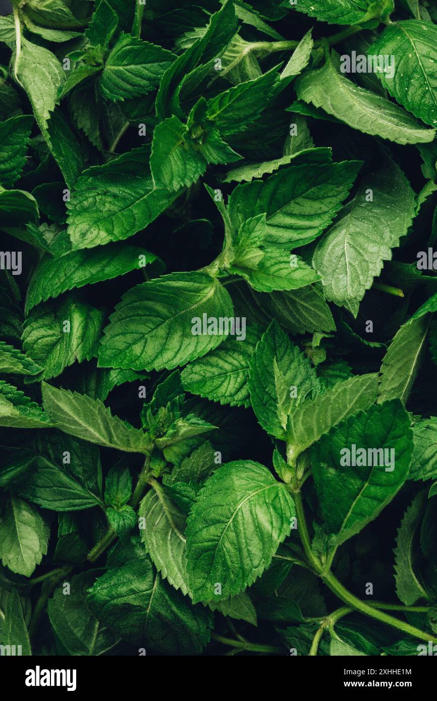 Full lemon mint leaves hi-res stock photography and images - Alamy