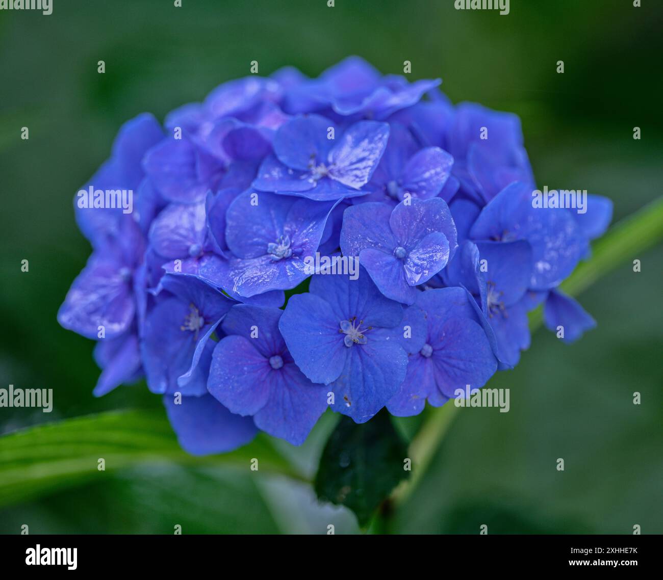 Lush blue colorful saturated hydrangea flower close up Stock Photo - Alamy