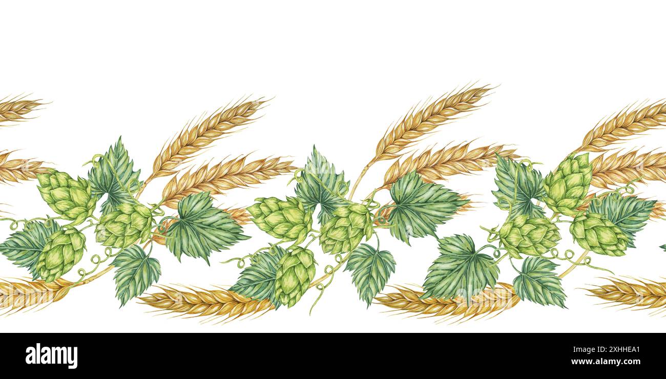 Hops and barley seamless border in watercolor. Green humulus lupulus ...