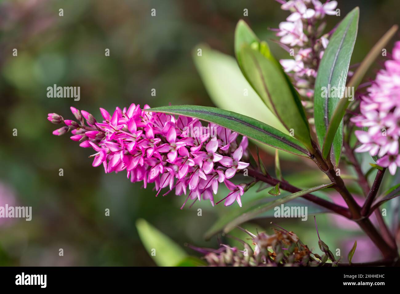 Pink hebe flowers hi-res stock photography and images - Alamy