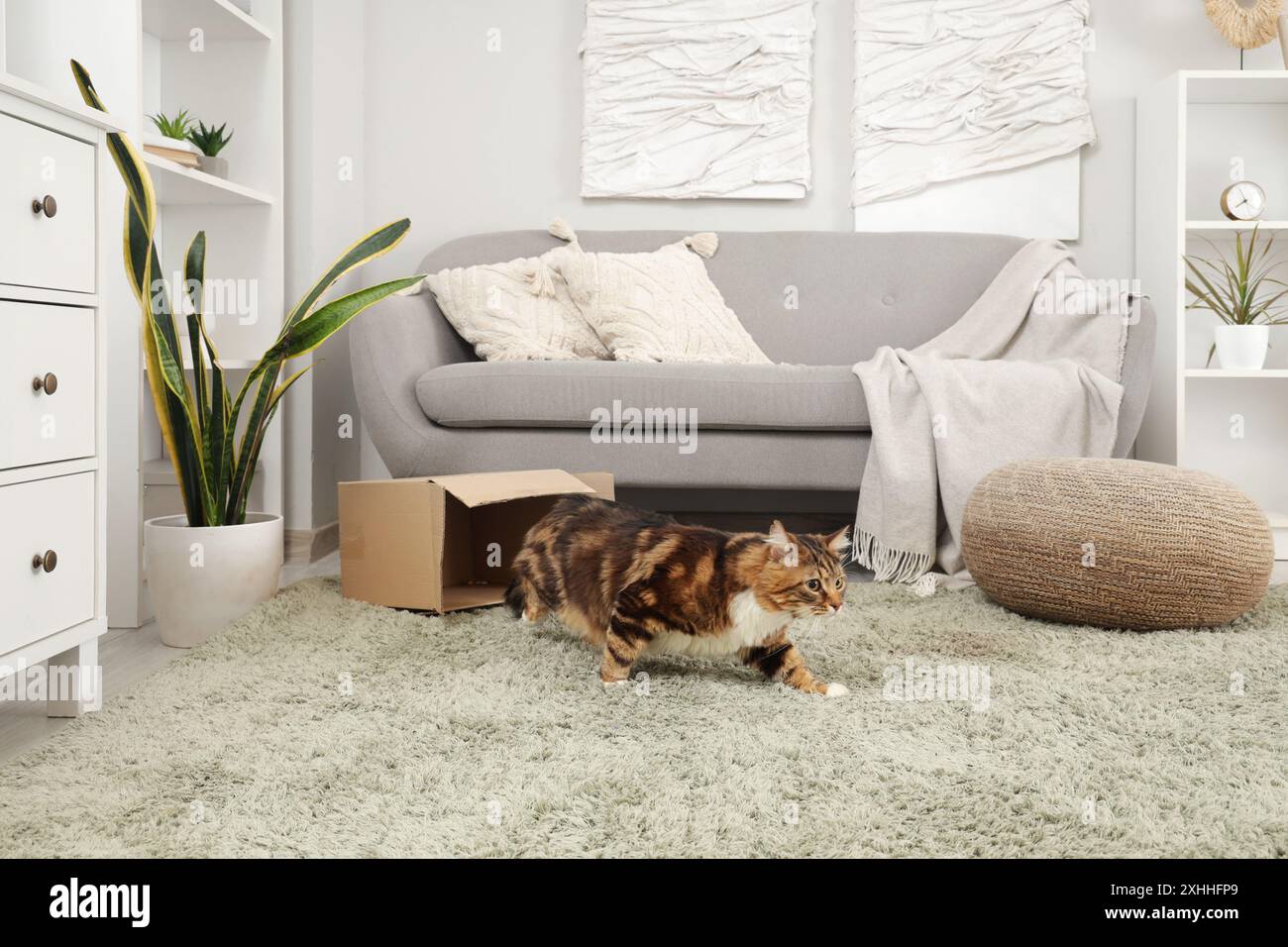 Cute cat near overturned cardboard box at home Stock Photo - Alamy