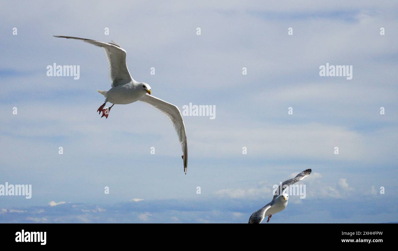 Two seagulls swooping and flying through the air over a local pebble ...