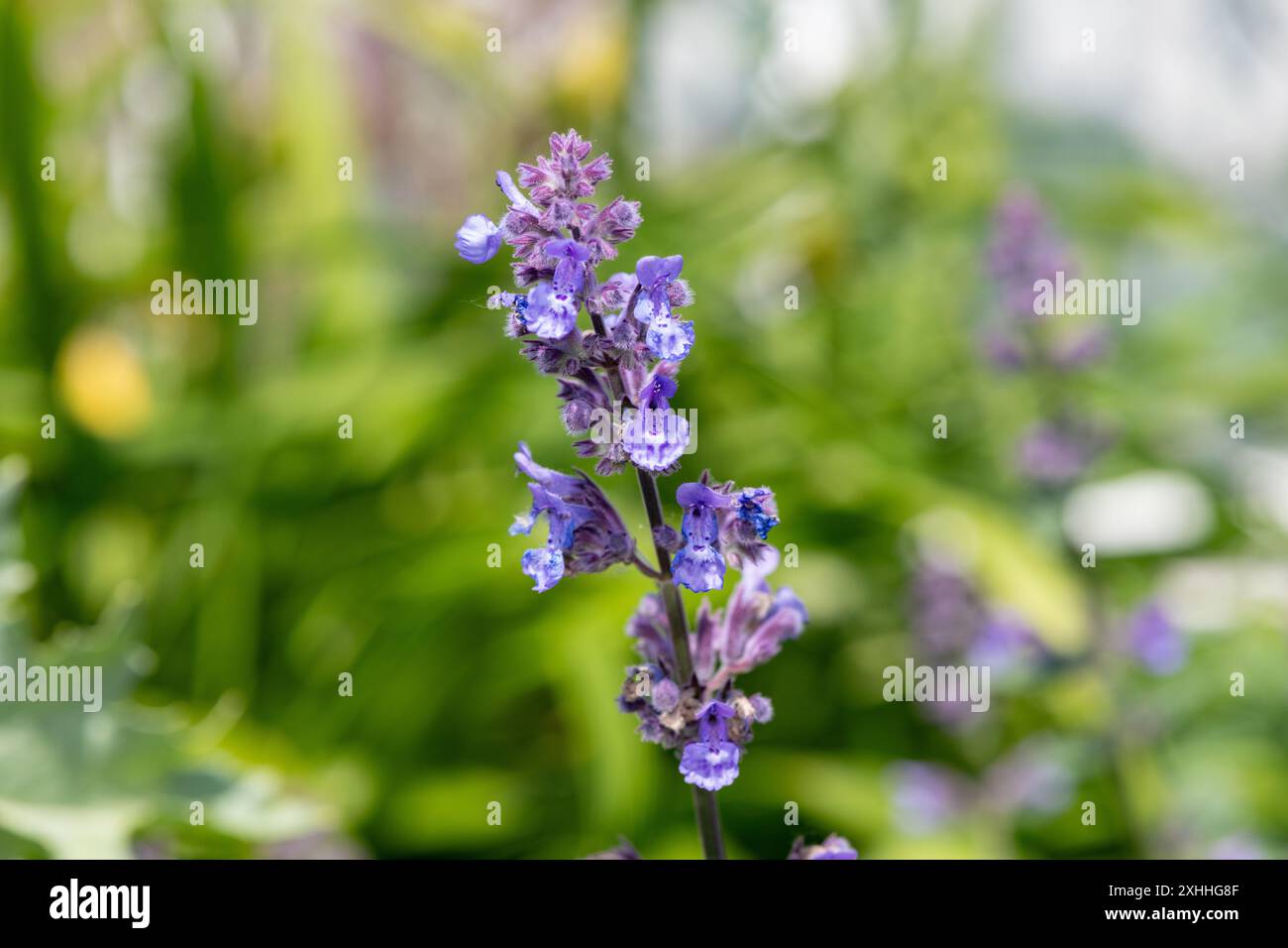 Close up of lesser cat mint (nepeta nepetella) flowers in bloom Stock ...