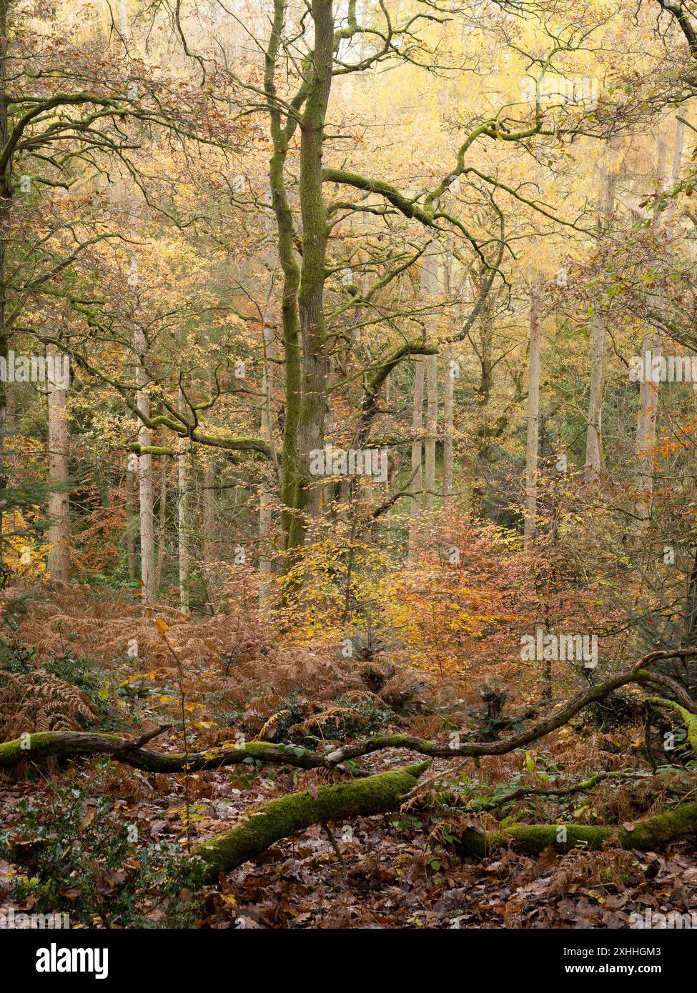 Mixed woodland at Mortimer Forest, Ludlow, Shropshire, UK Stock Photo ...
