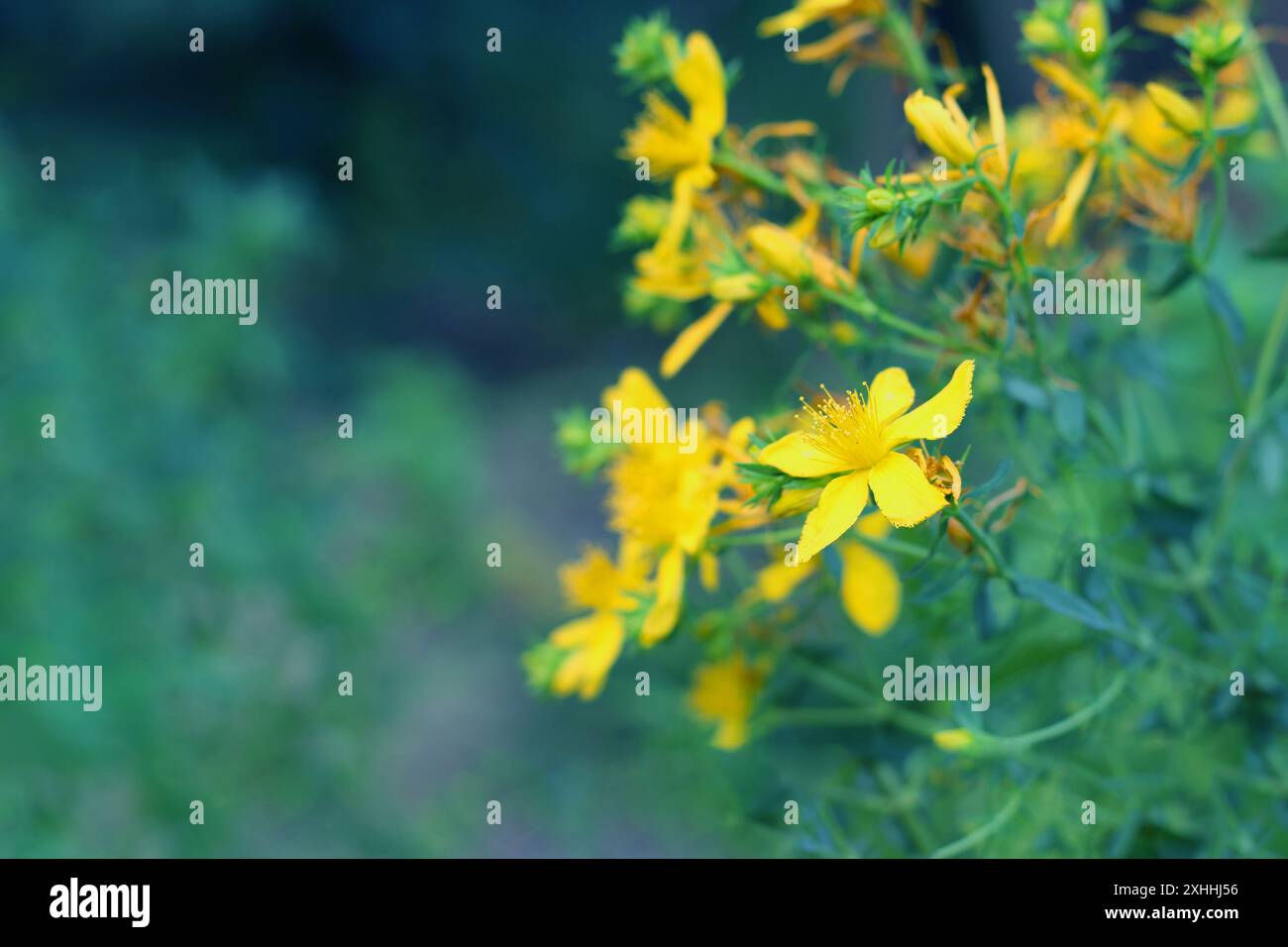 Flowering St. John's wort (Hypericum perforatum) plant in nature Stock ...