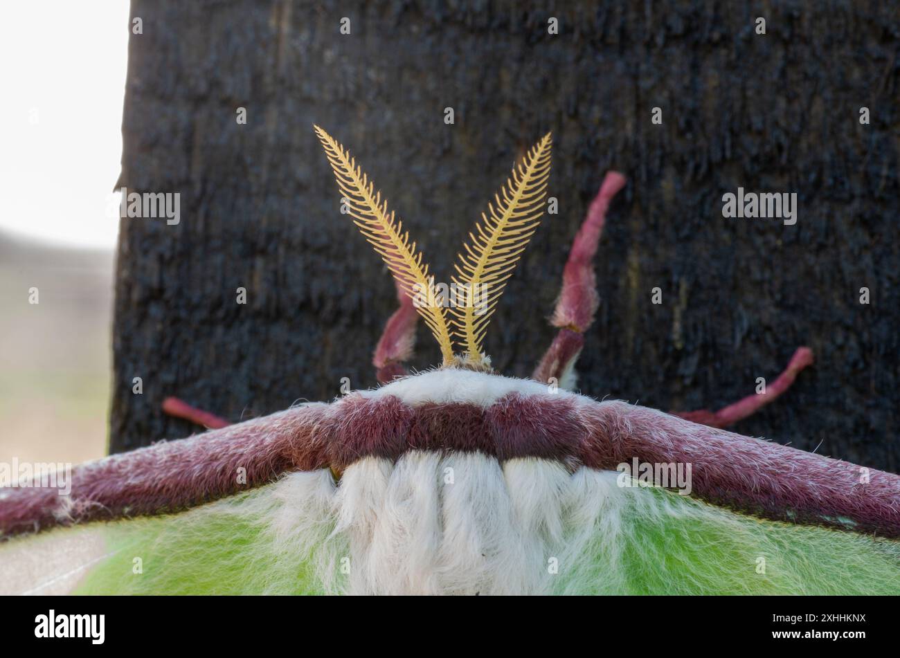 Luna Moth close-up Stock Photo - Alamy