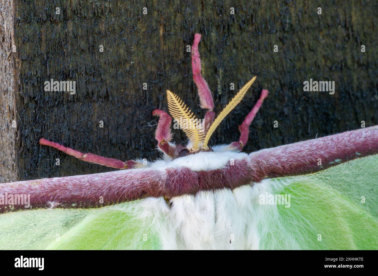 Moth wing patterns hi-res stock photography and images - Alamy