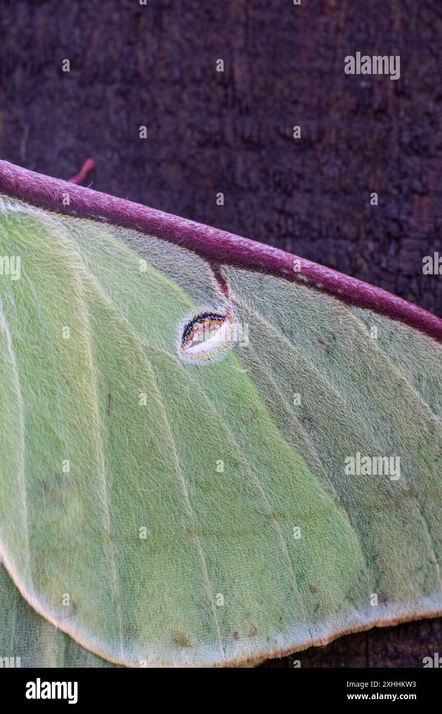 Moth wing patterns hi-res stock photography and images - Alamy
