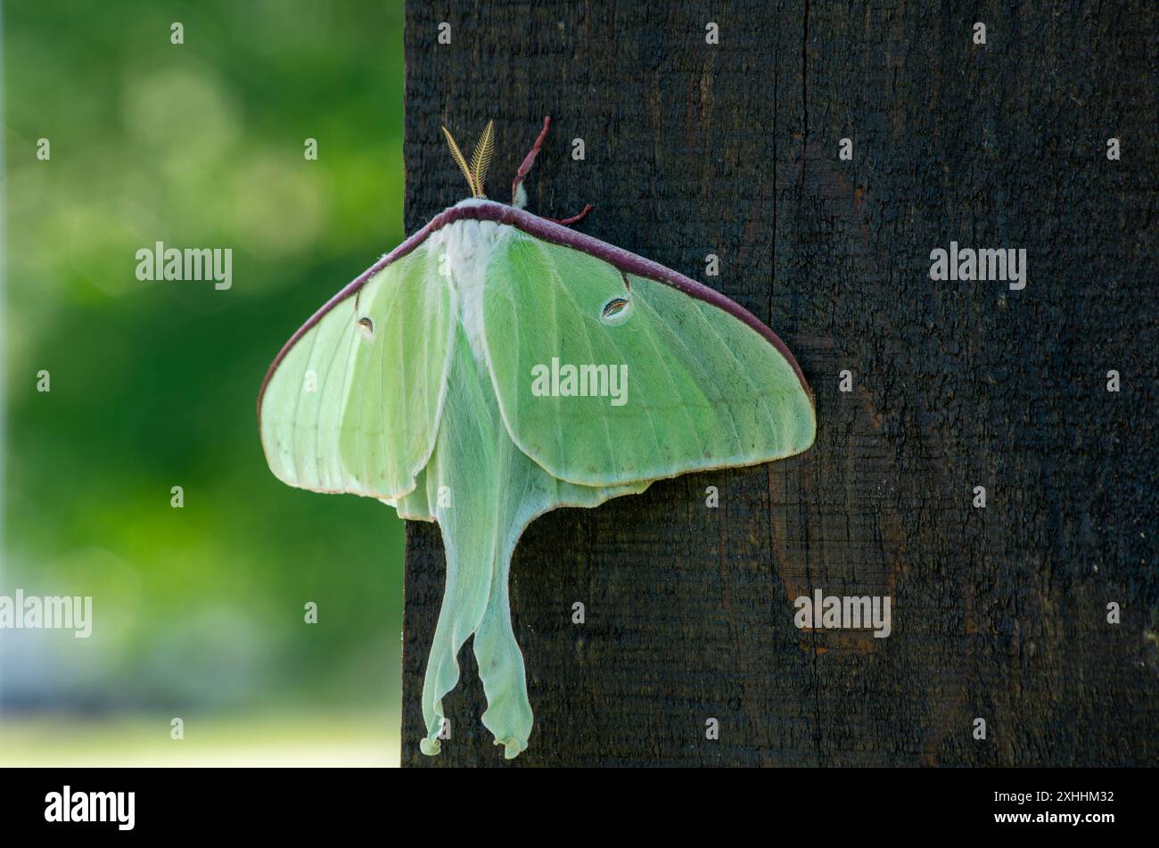 Luna butterfly hi-res stock photography and images - Alamy