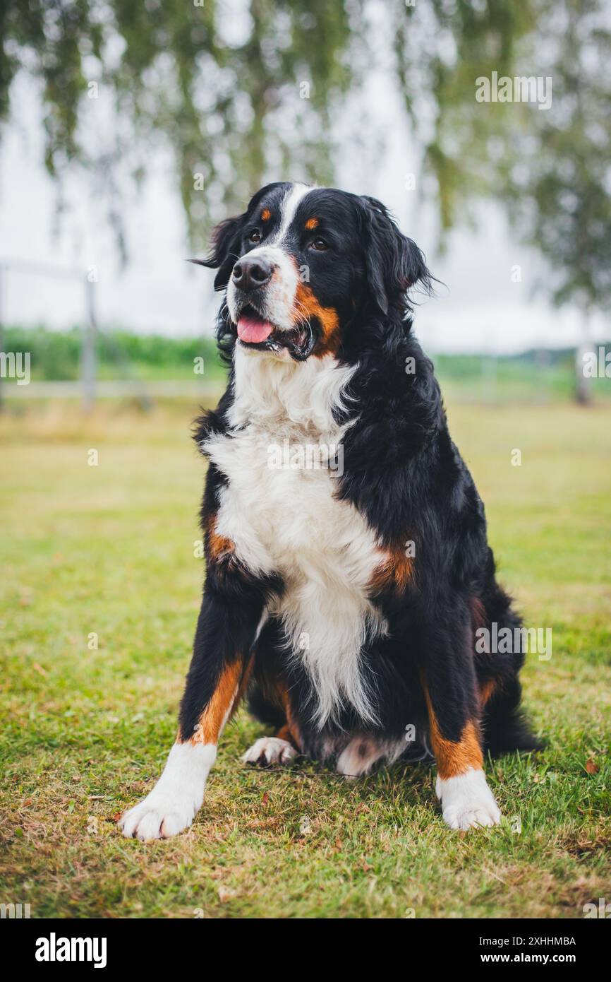 Bernese mountain dog summer hi-res stock photography and images - Alamy