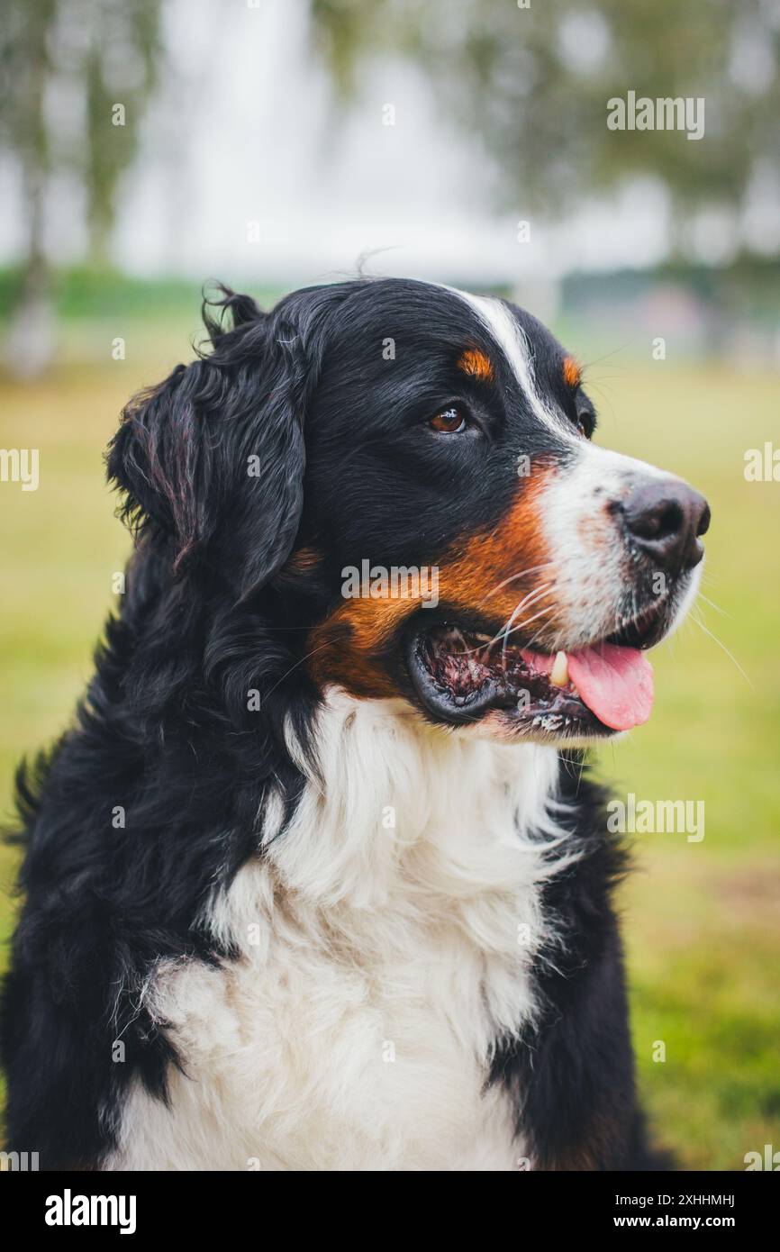 Bernese mountain dog summer hi-res stock photography and images - Alamy