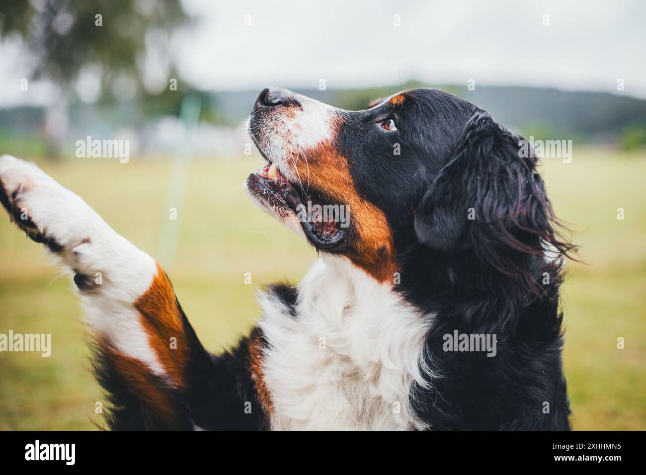 Bernese mountain dog summer hi-res stock photography and images - Alamy