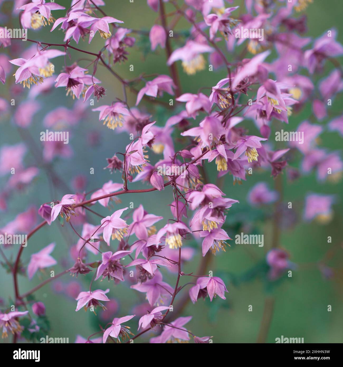 Close-up image of Chinese pink flower meawow-rue (Thalictrum delavayi ...