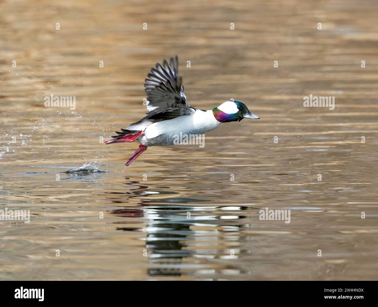 A Bufflehead duck running and skipping across water before taking ...