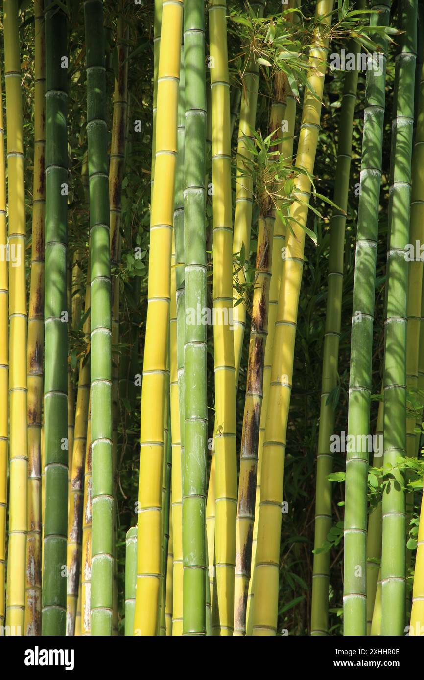 Bamboo - close up views of thick tall bamboo plants (China Stock Photo ...