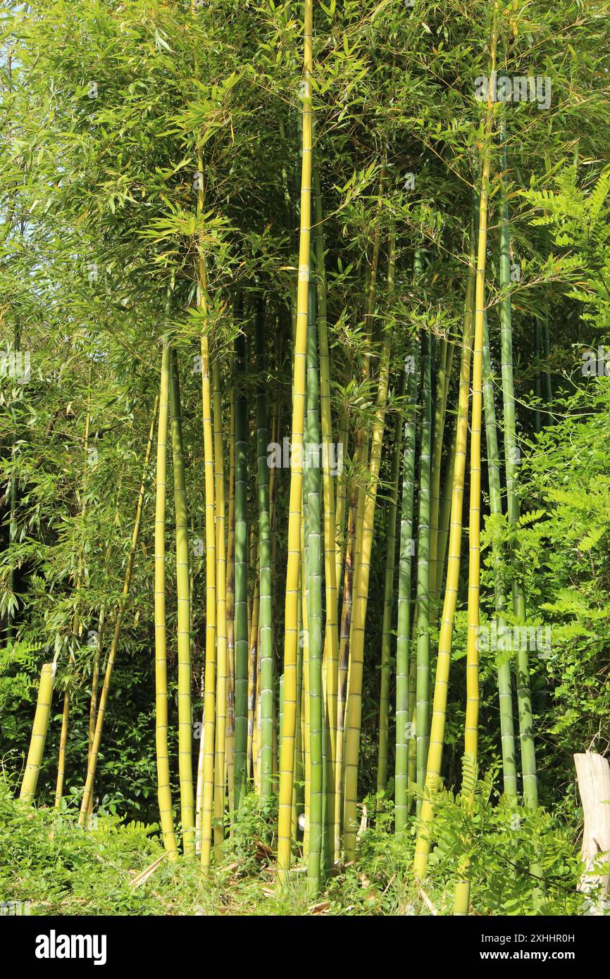 Bamboo - close up views of thick tall bamboo plants (China Stock Photo ...