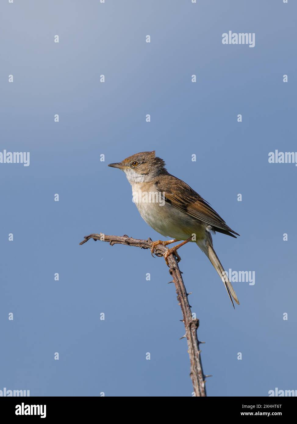 A common whitethroat also known as greater whitethroat, Curruca ...