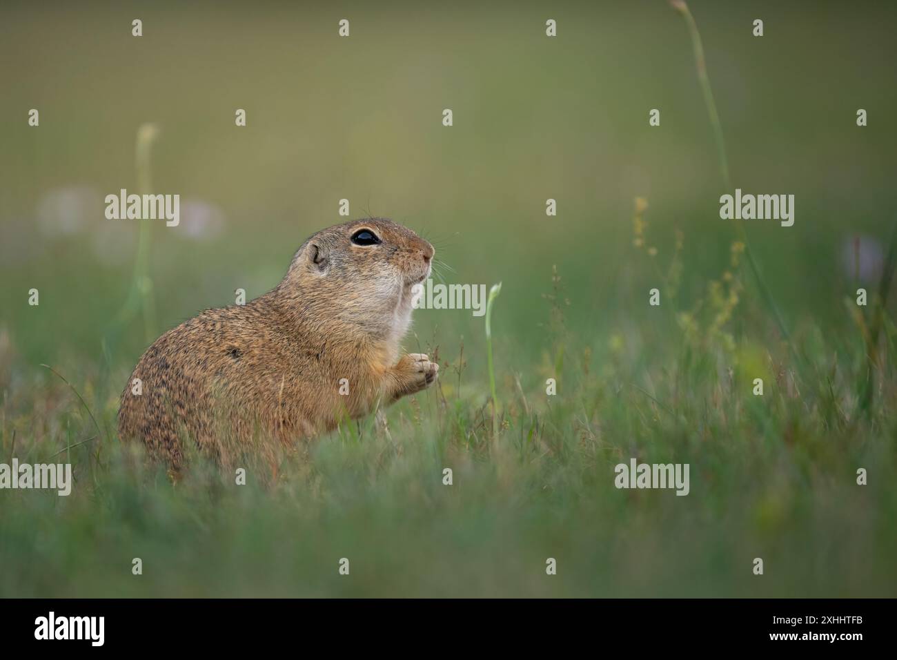 The European ground squirrel (Spermophilus citellus), known as the ...