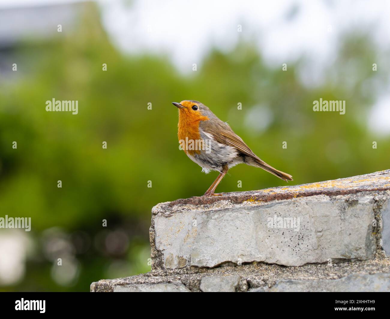 Posing adult robin hi-res stock photography and images - Alamy
