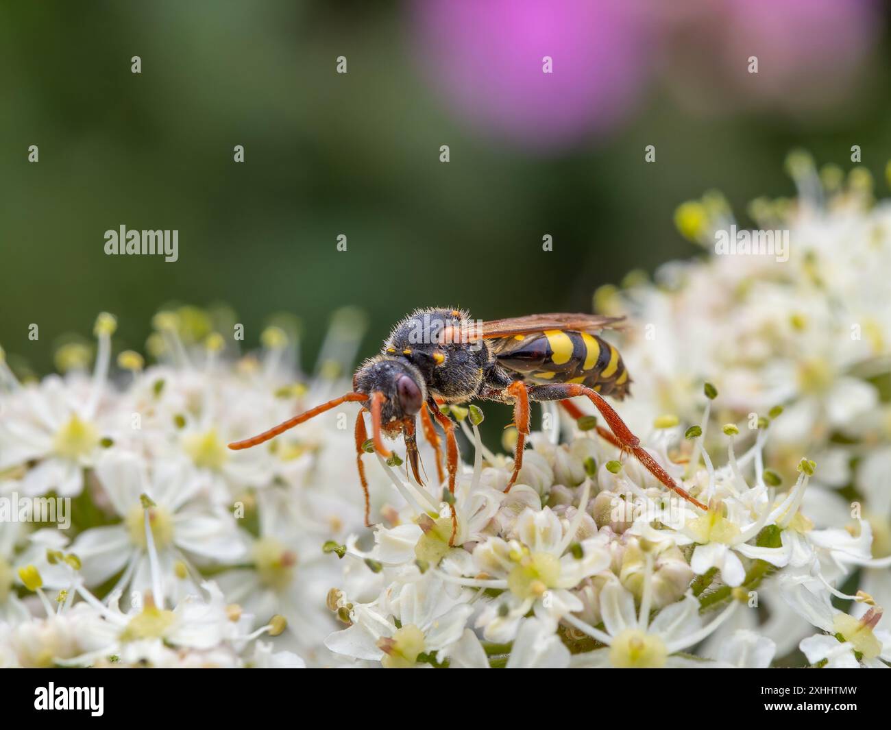 Nomada marshamella, Marsham's nomad bee, resting on a flower Stock ...