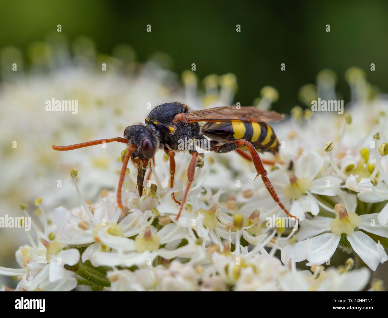 Nomada marshamella, Marsham's nomad bee, resting on a flower Stock ...