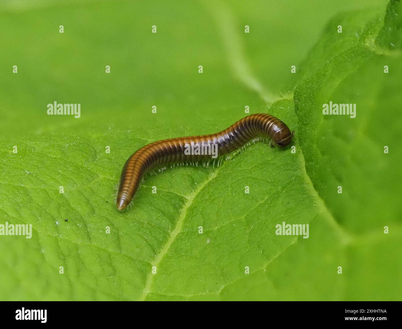 Millipedes diplopoda hi-res stock photography and images - Alamy