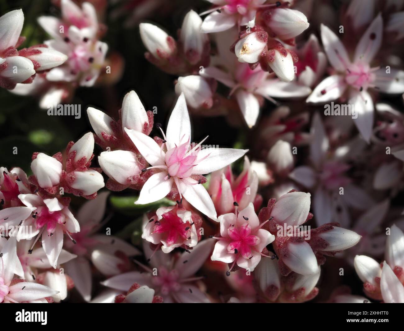 Plant sedum album hi-res stock photography and images - Alamy
