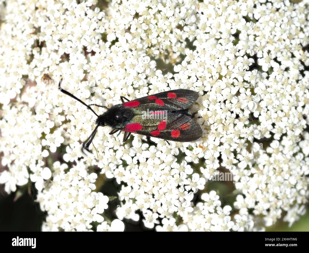 Day flying moths hi-res stock photography and images - Alamy