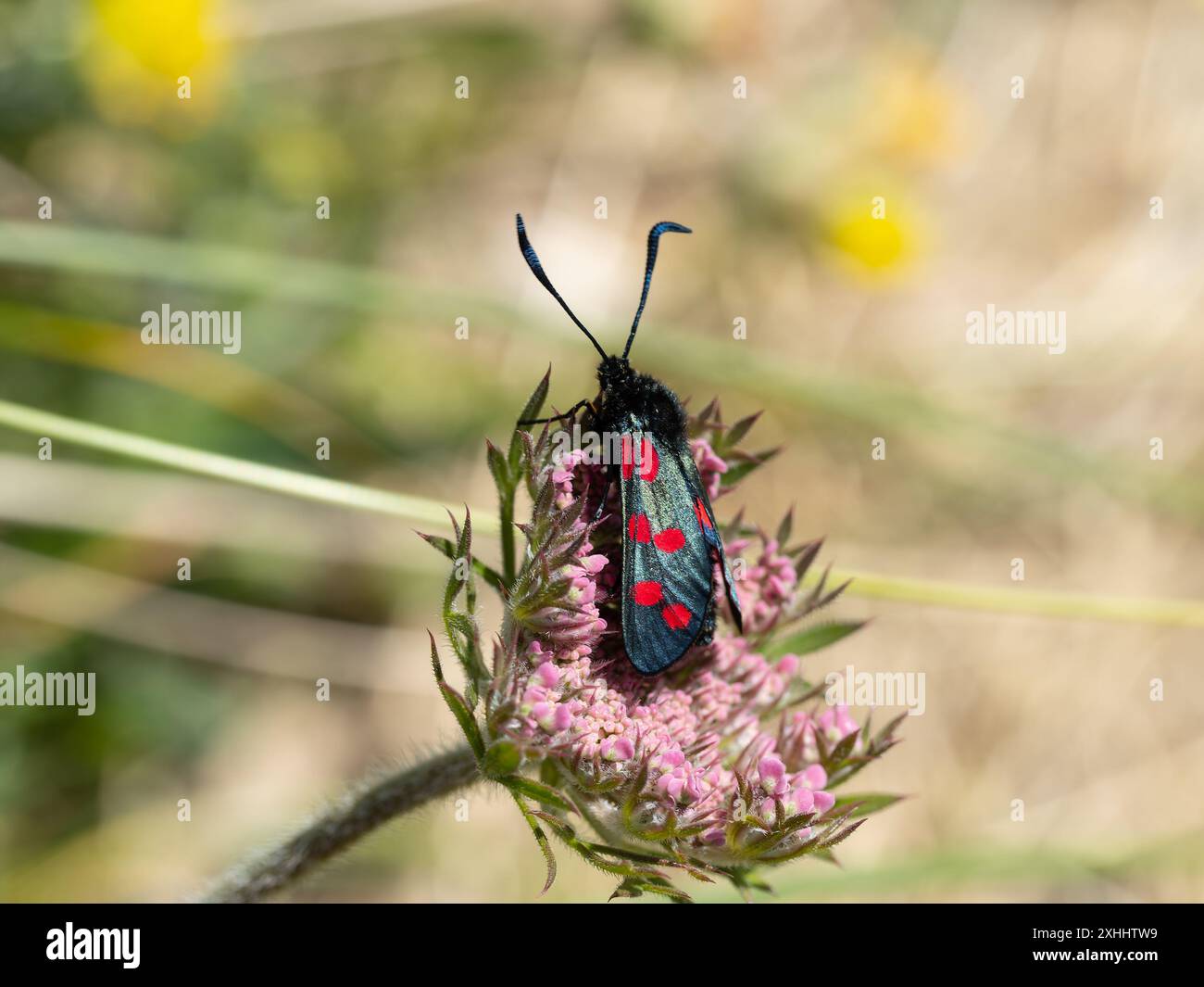 Day flying moths hi-res stock photography and images - Alamy
