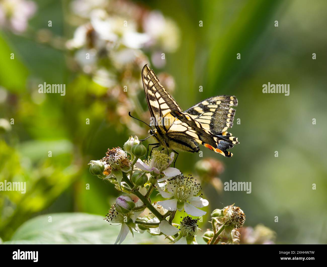 Papilio machaon, the Old World swallowtail, is a butterfly of the family Papilionidae. Also ...
