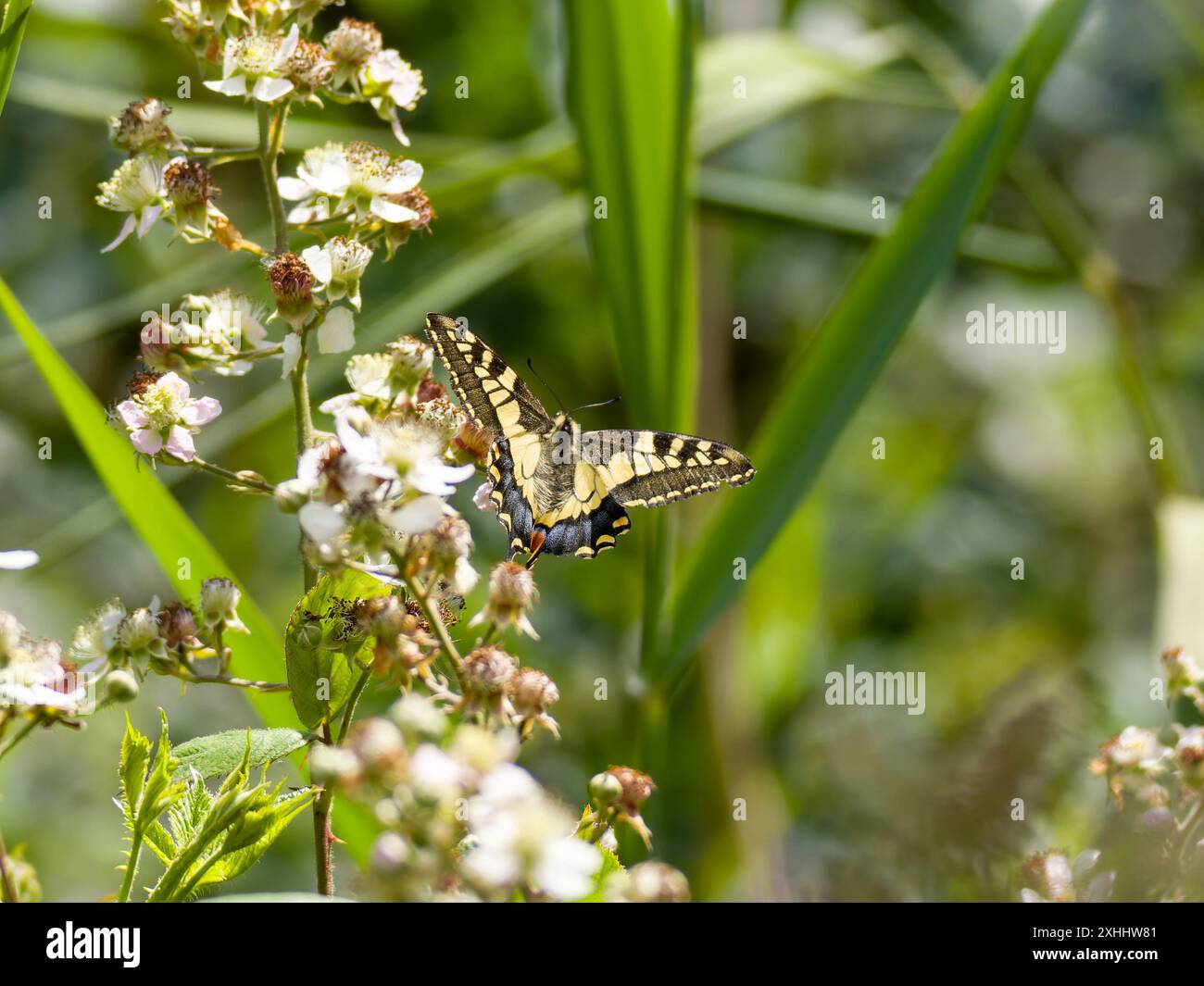Papilio machaon, the Old World swallowtail, is a butterfly of the ...