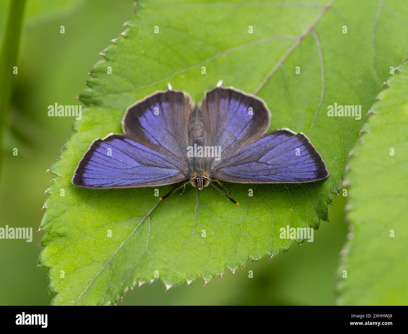 A purple hairstreak butterfly, Favonius quercus, resting on a leaf with ...