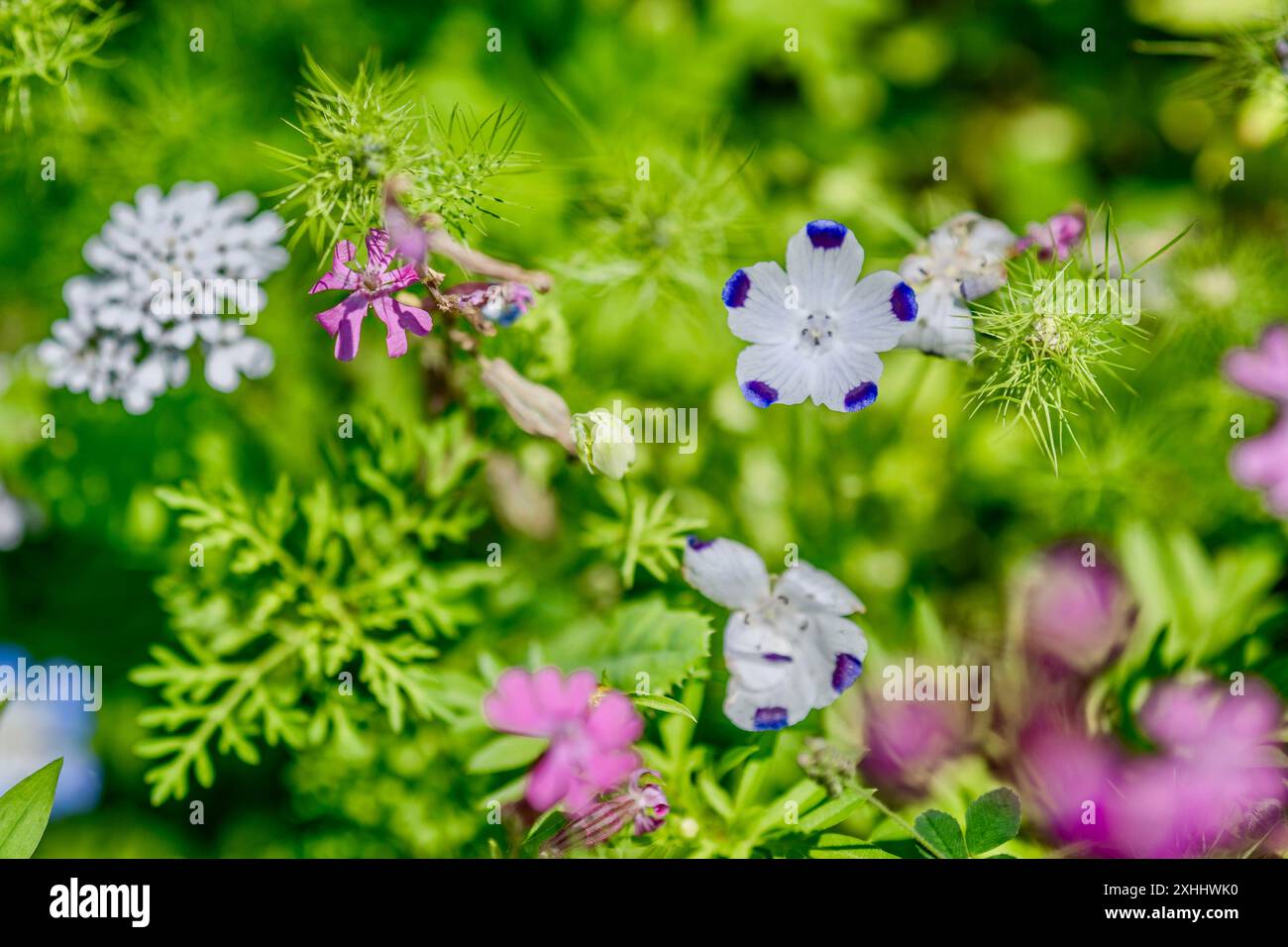 flower meadow with different kinds of flowers Stock Photo - Alamy