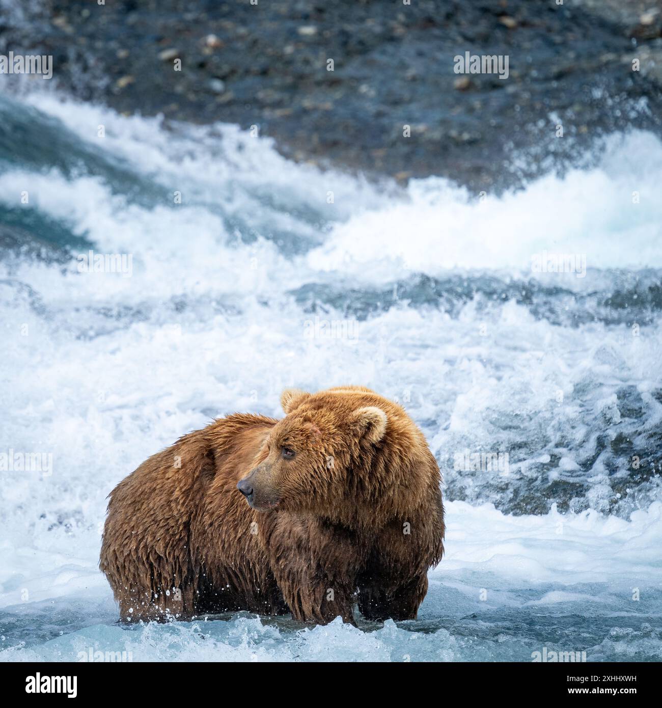 Large Brown Bear in an Alaska waterfall Stock Photo - Alamy