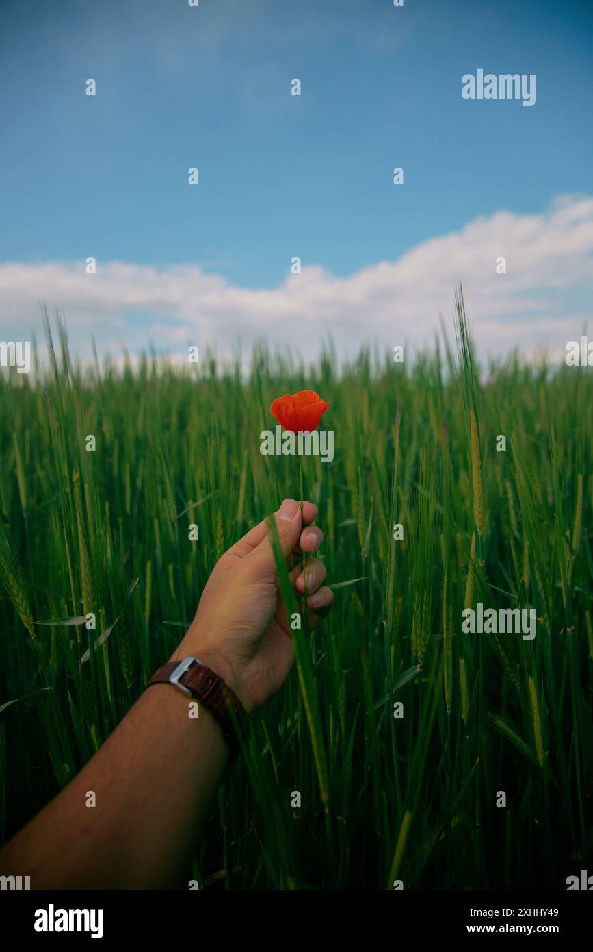 [Hug] A red flower in a field of wheat plants Stock Photo - Alamy