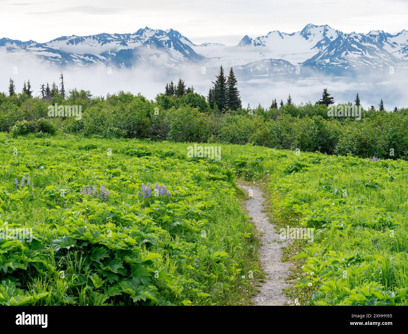 Hiking trail through a field of wildflowers in Alaska Stock Photo - Alamy