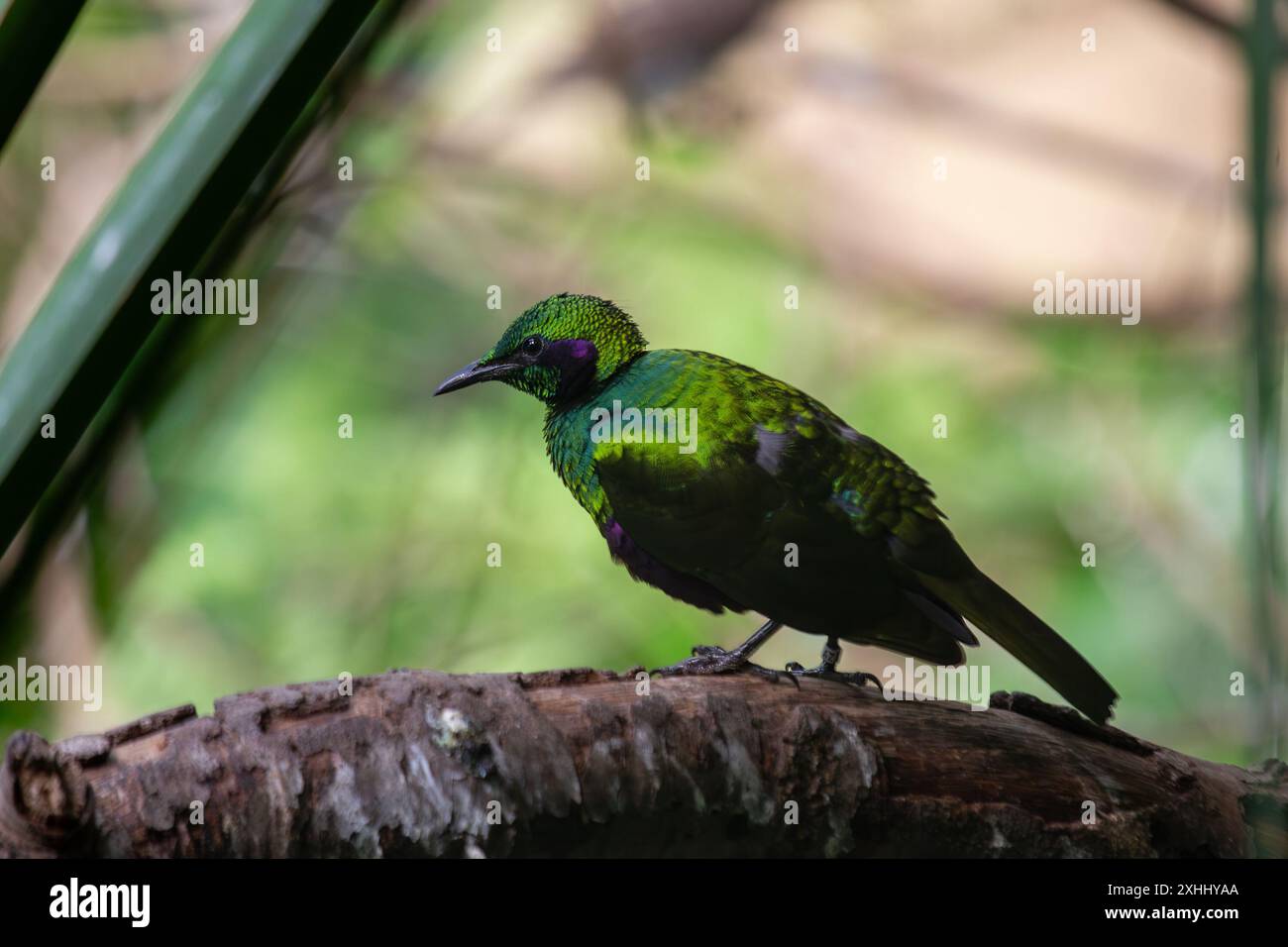 The Purple-headed Starling, with its iridescent purple head and glossy ...