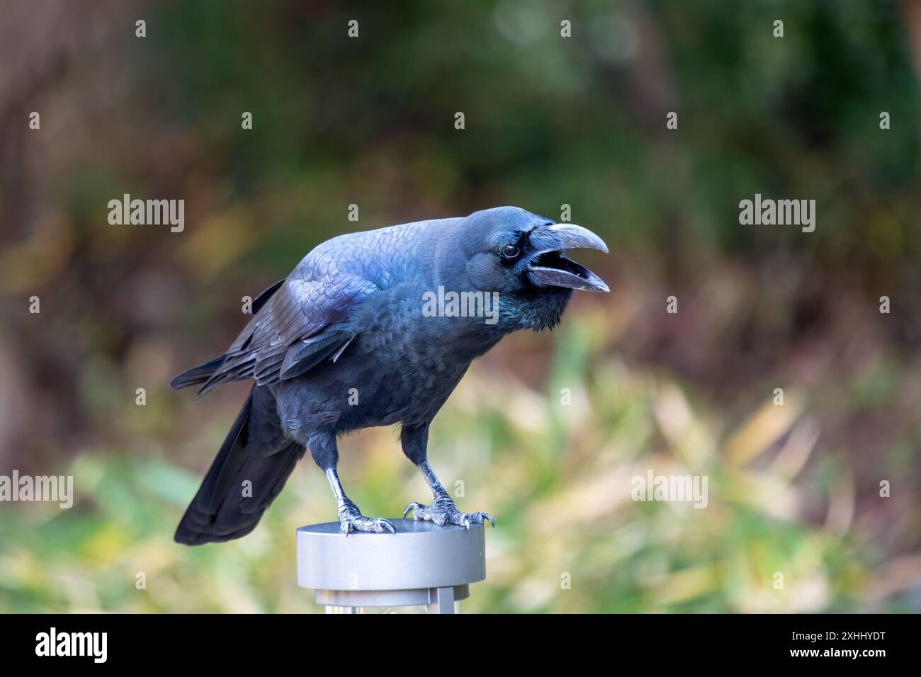 The Large-billed Crow, with its robust bill and glossy black plumage ...