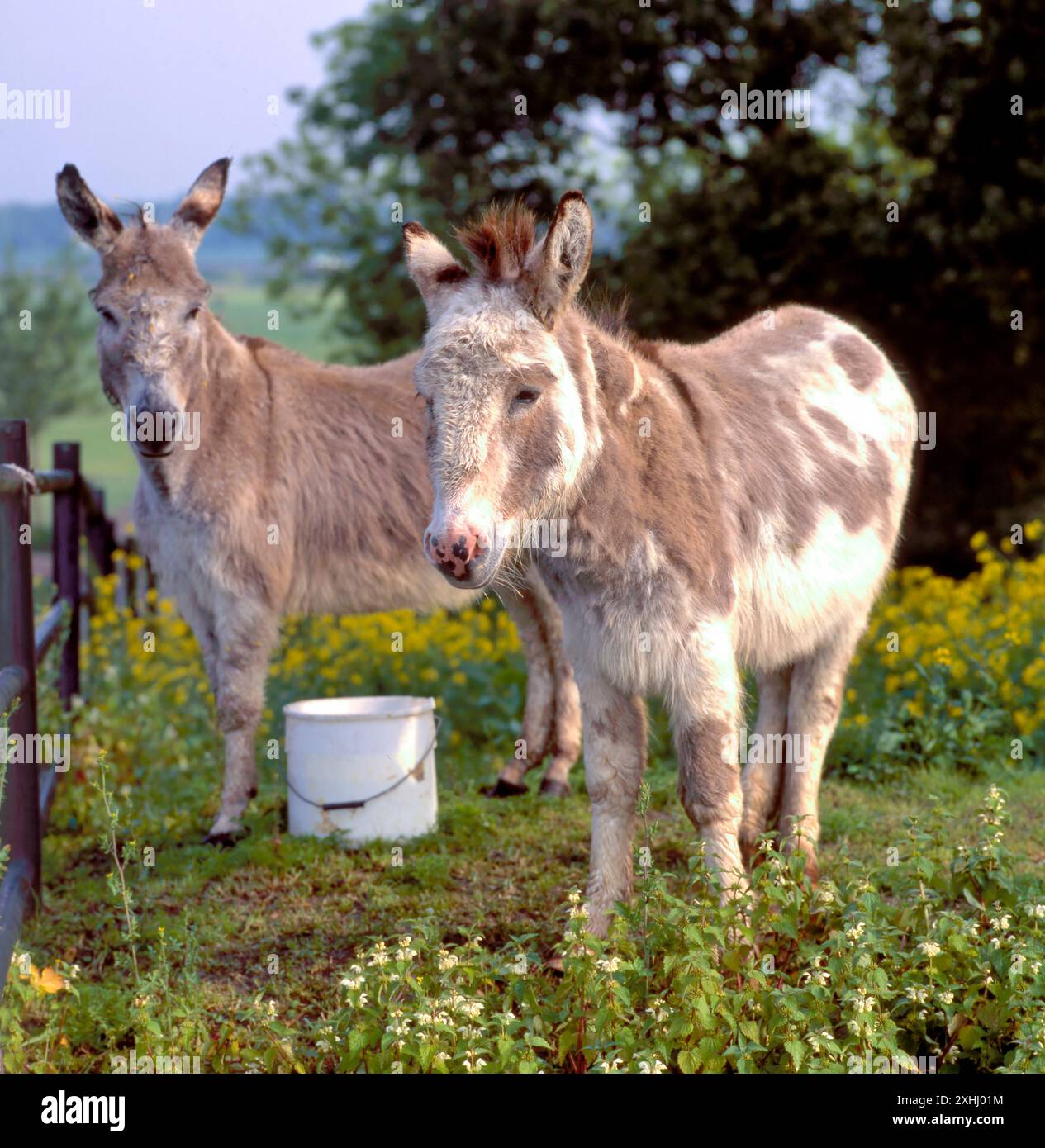 Family of donkeys outdoors in spring. Couple of donkeys on the meadow ...