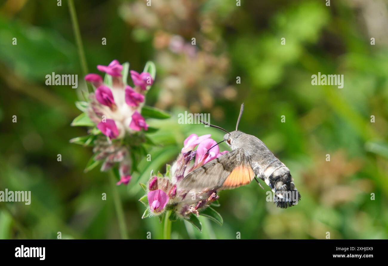 hummingbird hawk-moth feeding on the flowers of Anthyllis vulneraria ...
