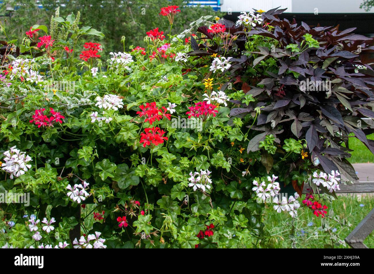 Gelargon hi-res stock photography and images - Alamy
