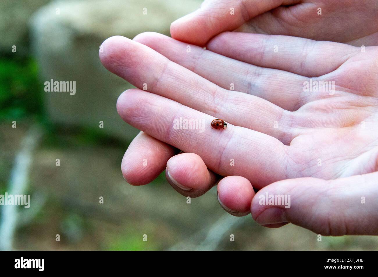 Ladybug Ladybug on the arm Samara Samara region Russia Copyright ...