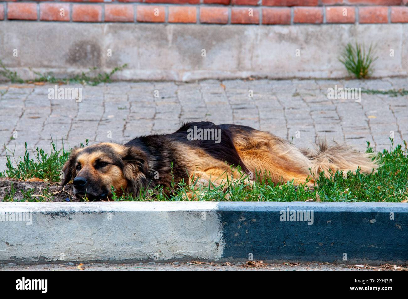 Street dogs Stray dogs with tags in their ears on the street of the ...