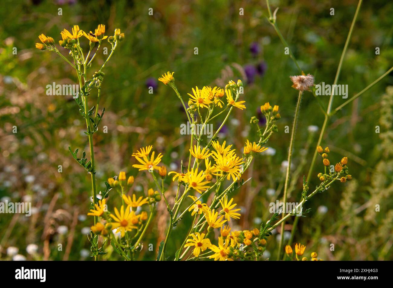 Wildflowers Common field gardener Samara Samara region Russia Copyright ...