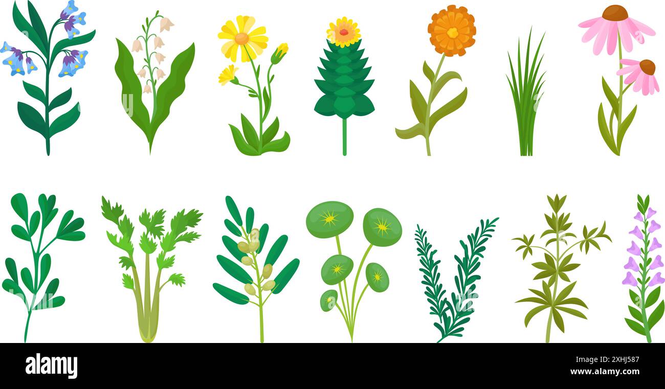 Cartoon medical plants. Thyme calendula parsley chamomile and marijuana ...