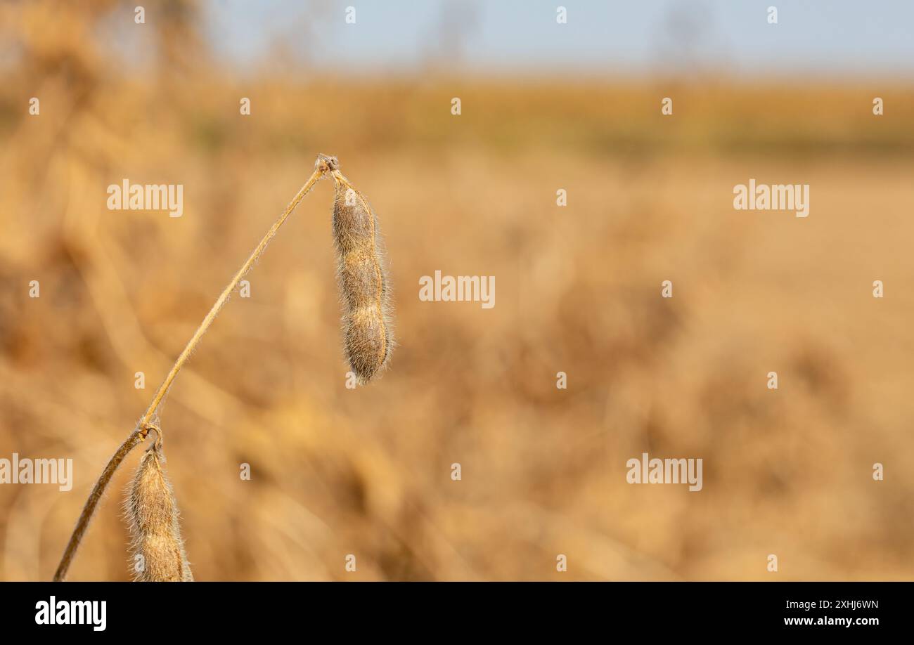 Closeup of soybean pod on stem in field during harvest. Farming ...
