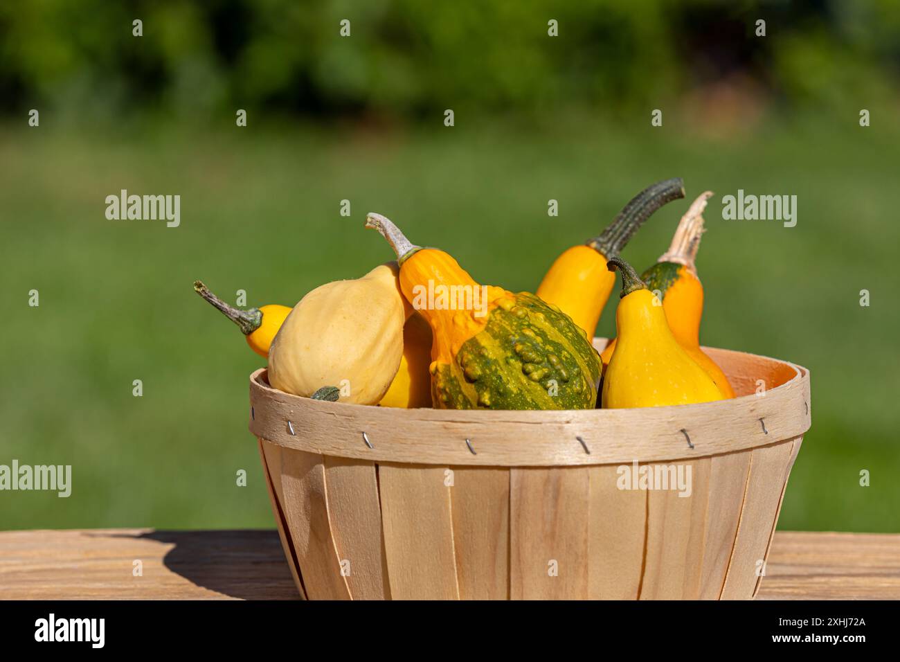 Ornamental, decorative gourds in wooden basket after harvest. Vegetable ...