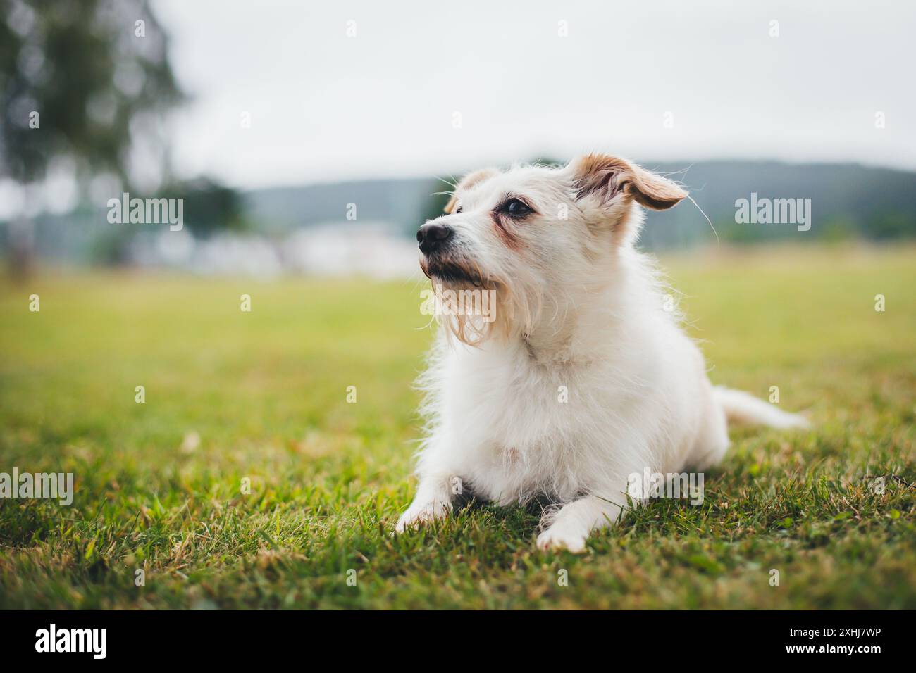 White mix dog Stock Photo - Alamy